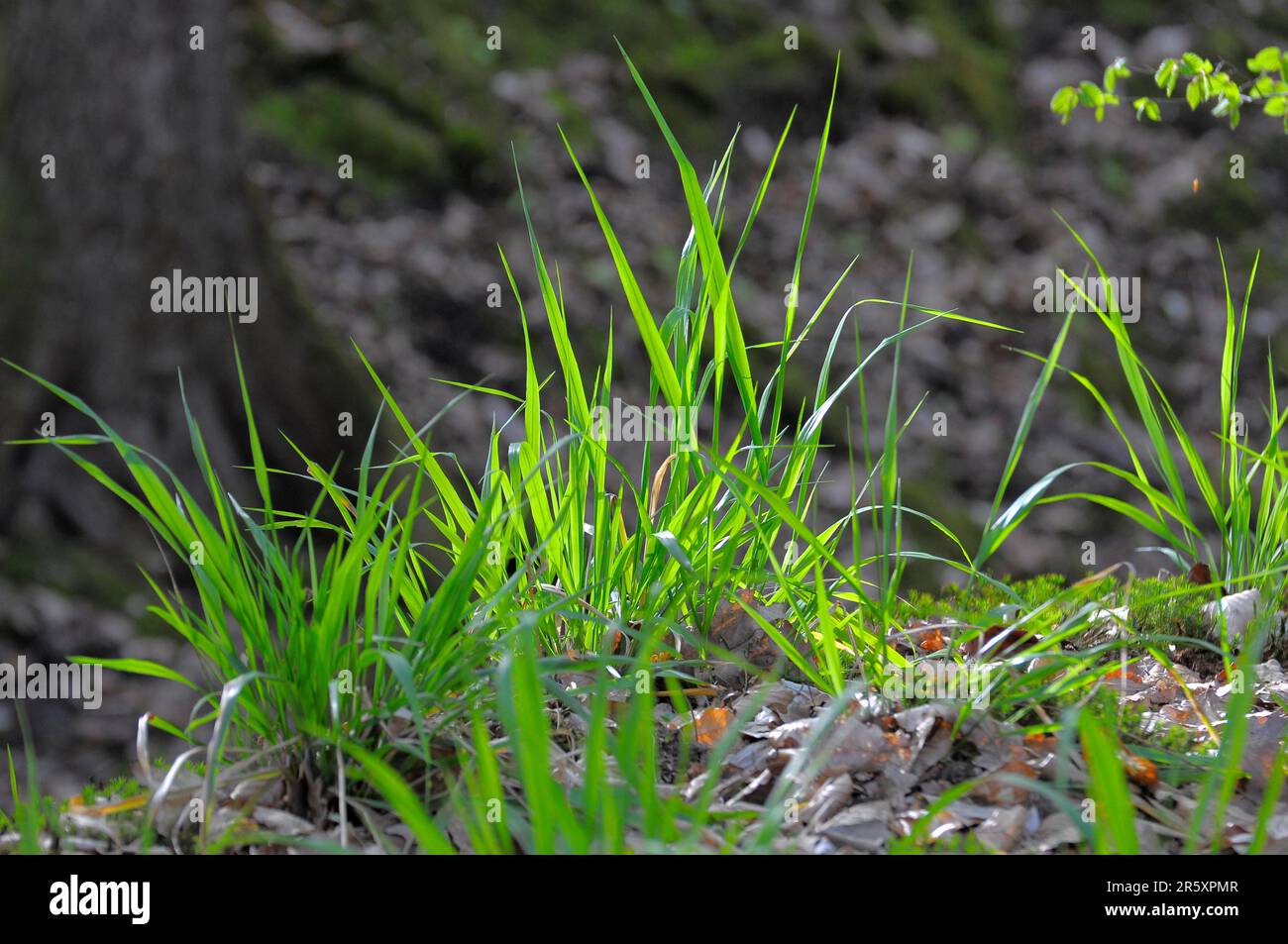 Spring in deciduous forest, fresh grasses, beech tree Stock Photo - Alamy