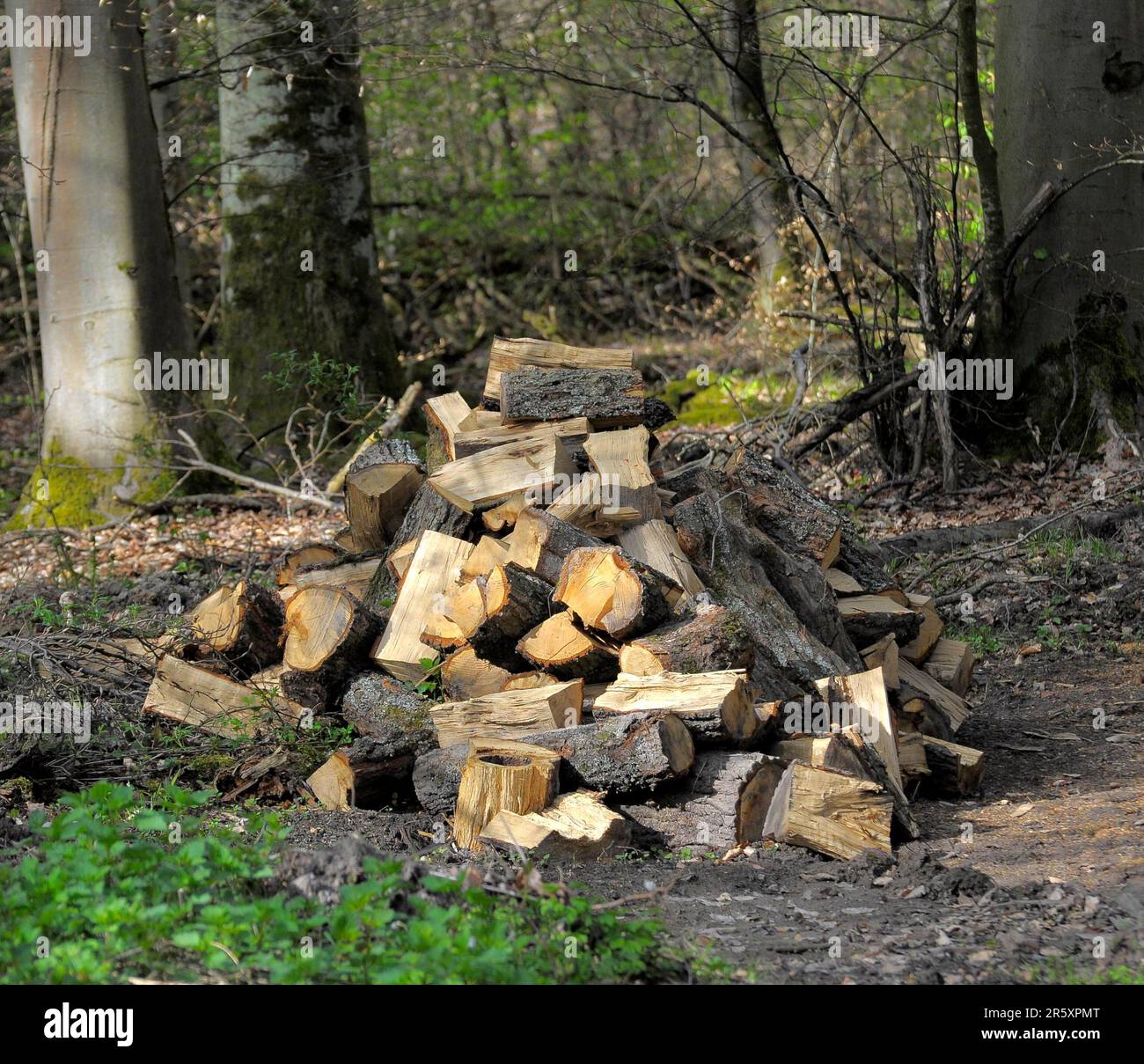 Firewood split in the forest Stock Photo - Alamy