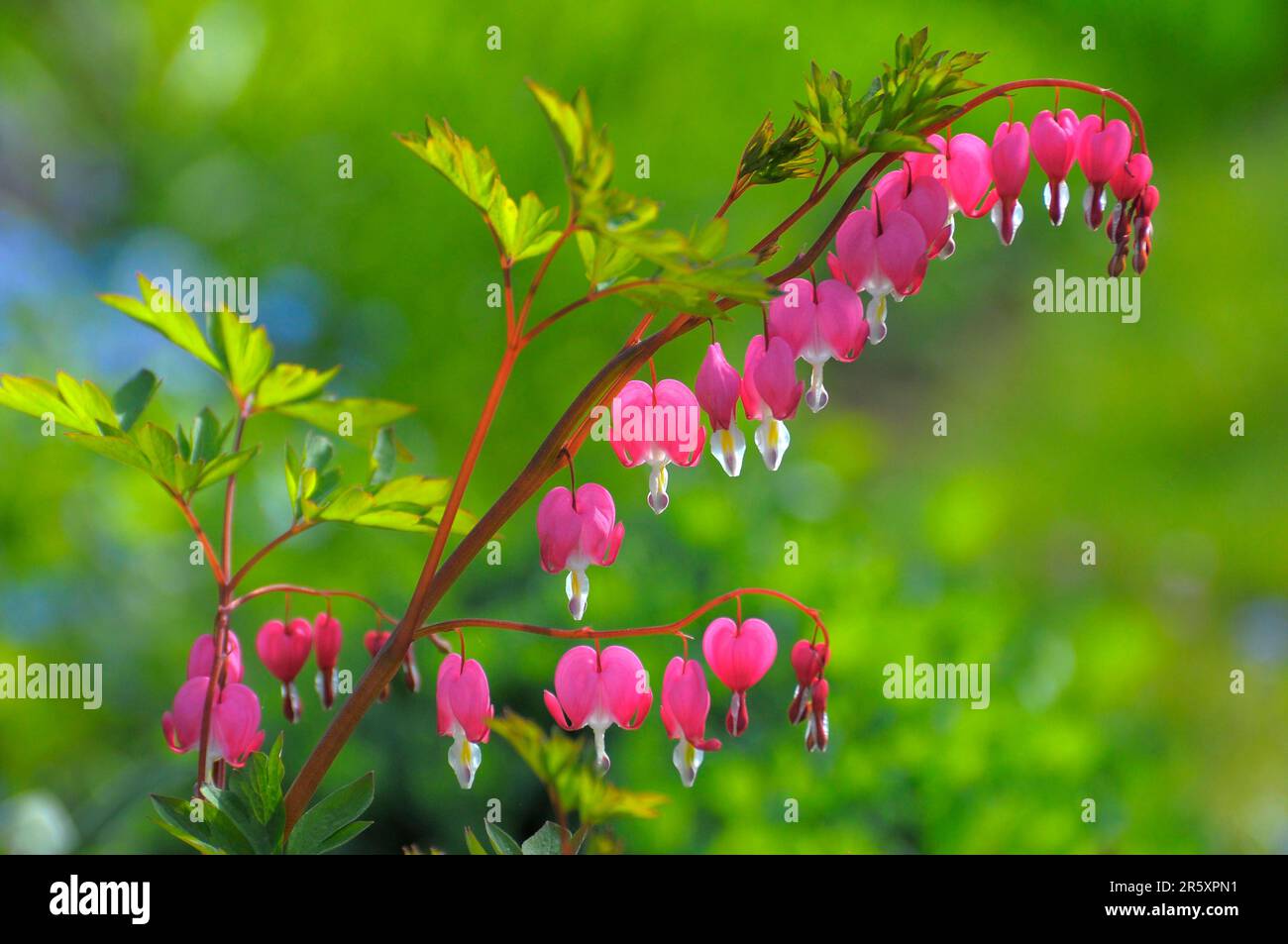 Weeping Heart (Dicentra spectabilis) Flowering in the Garden, Weeping ...