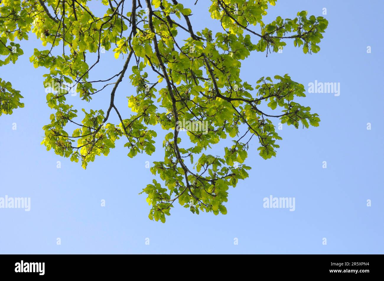 Spring oak tree hi-res stock photography and images - Alamy