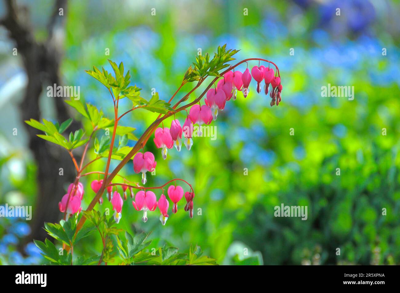 Weeping hearts flower hi-res stock photography and images - Alamy