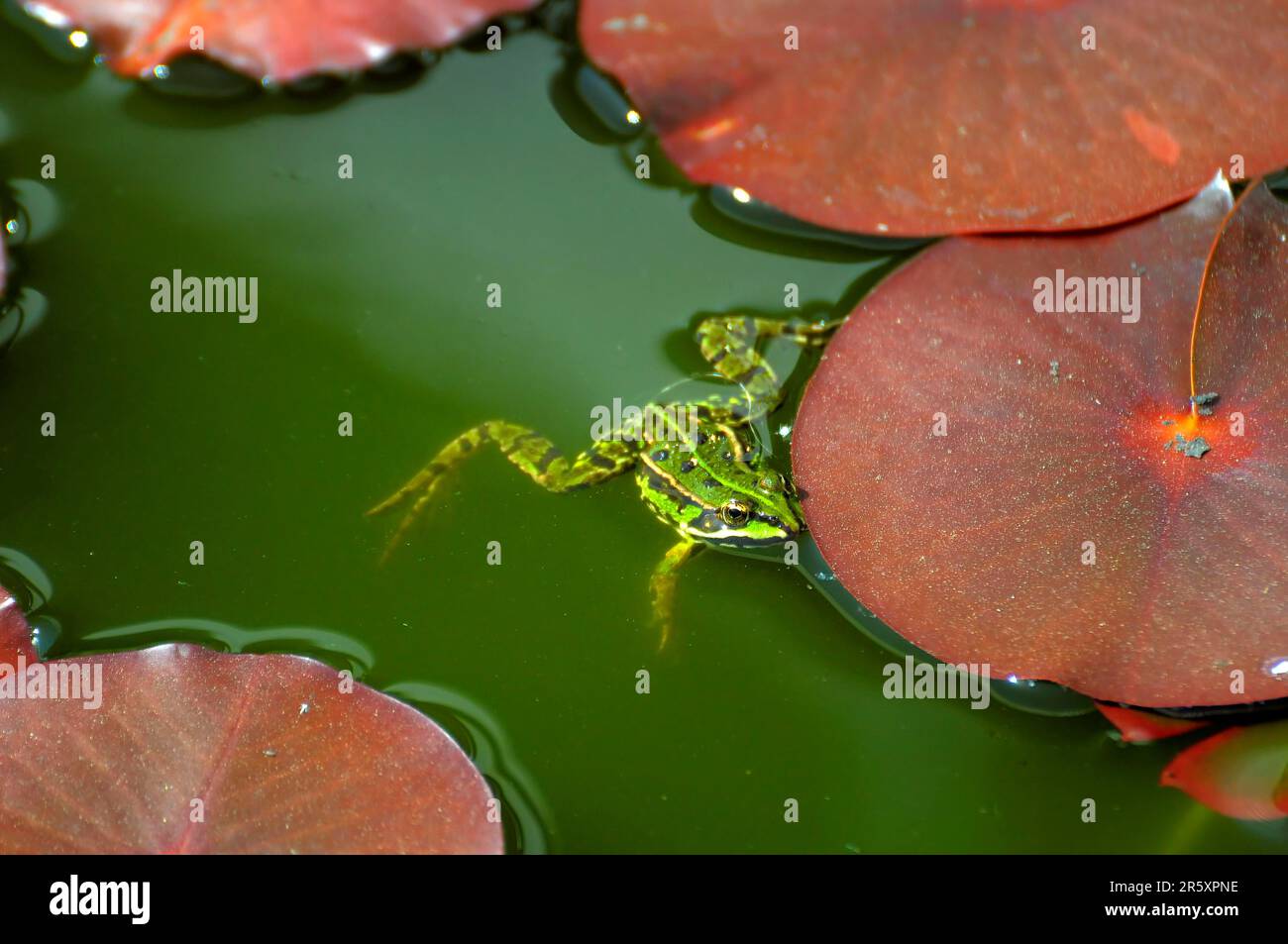 Frog and water lily hi-res stock photography and images - Alamy