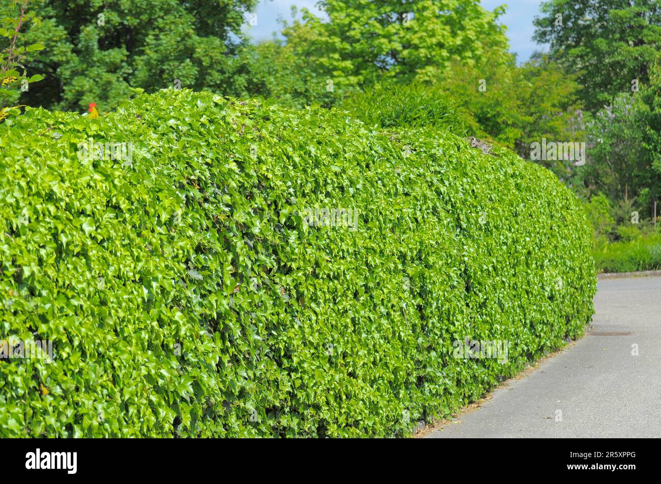 Ivy flower hedge hi-res stock photography and images - Alamy