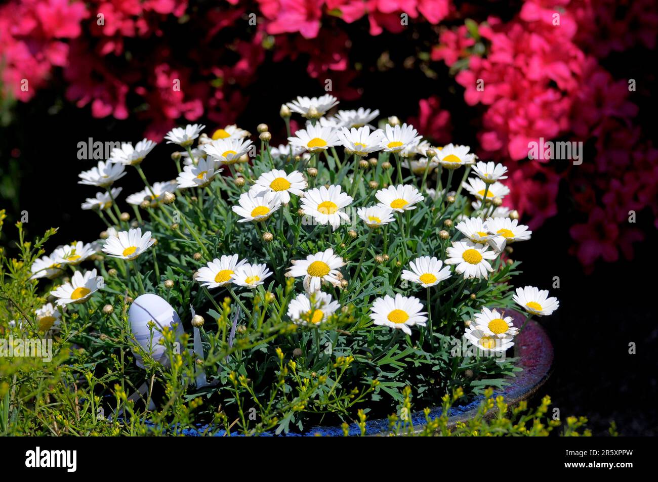 Daisies in tubs, shrub daisy, bush daisy (Argyranthemum frutescens ...