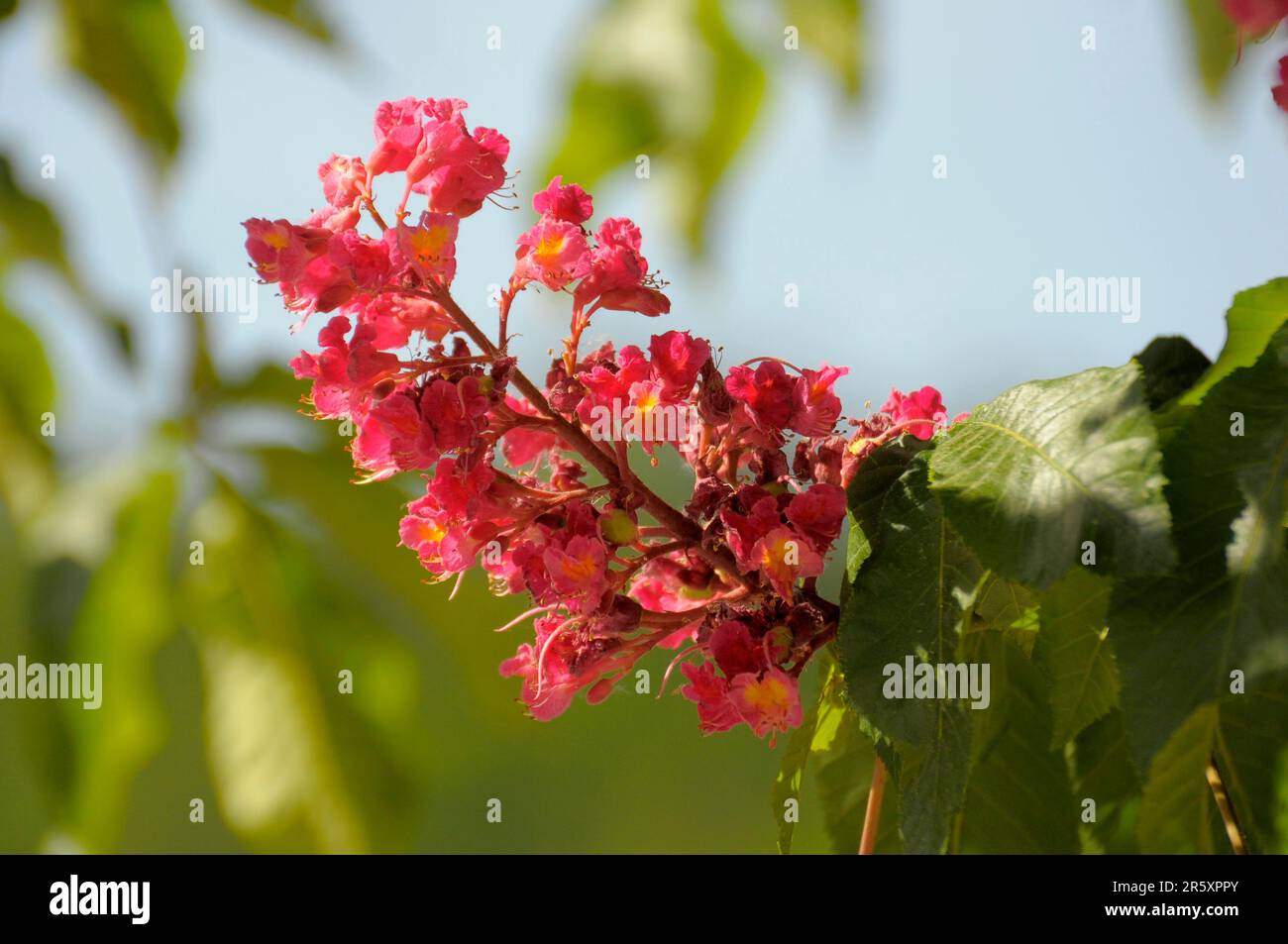 Red Chestnut Blossom, Flesh Red Horse Chestnut (Aesculus x carnea), Red ...