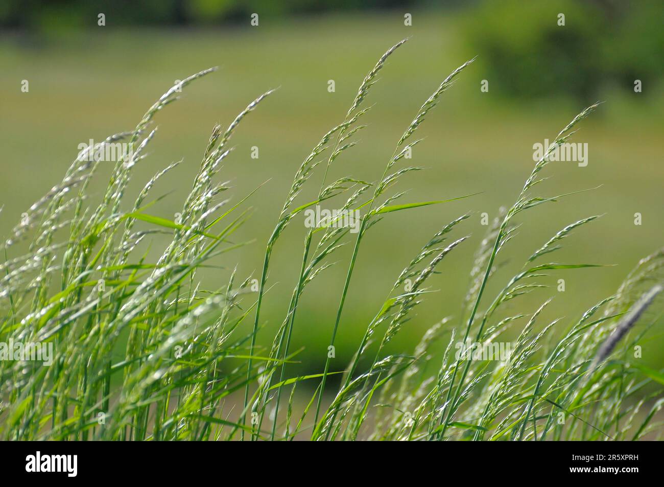 Grasses in the wind Stock Photo - Alamy