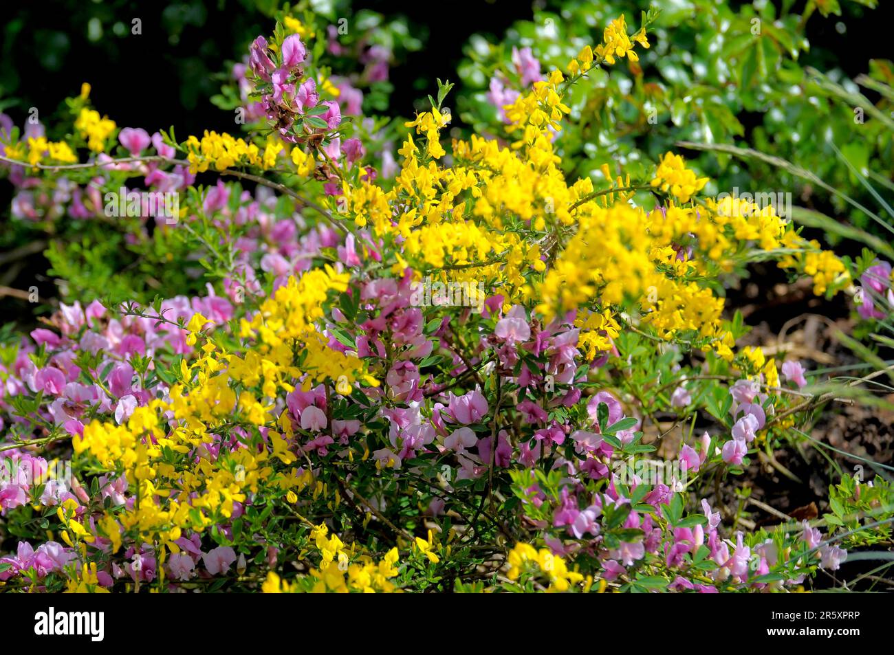 Broom flowering in the garden, common broom (Cytisus scoparius), broom ...