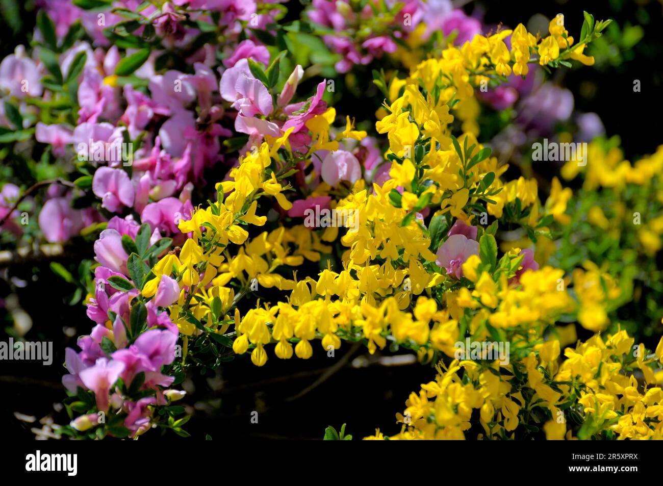 Broom flowering in the garden, common broom (Cytisus scoparius), broom ...