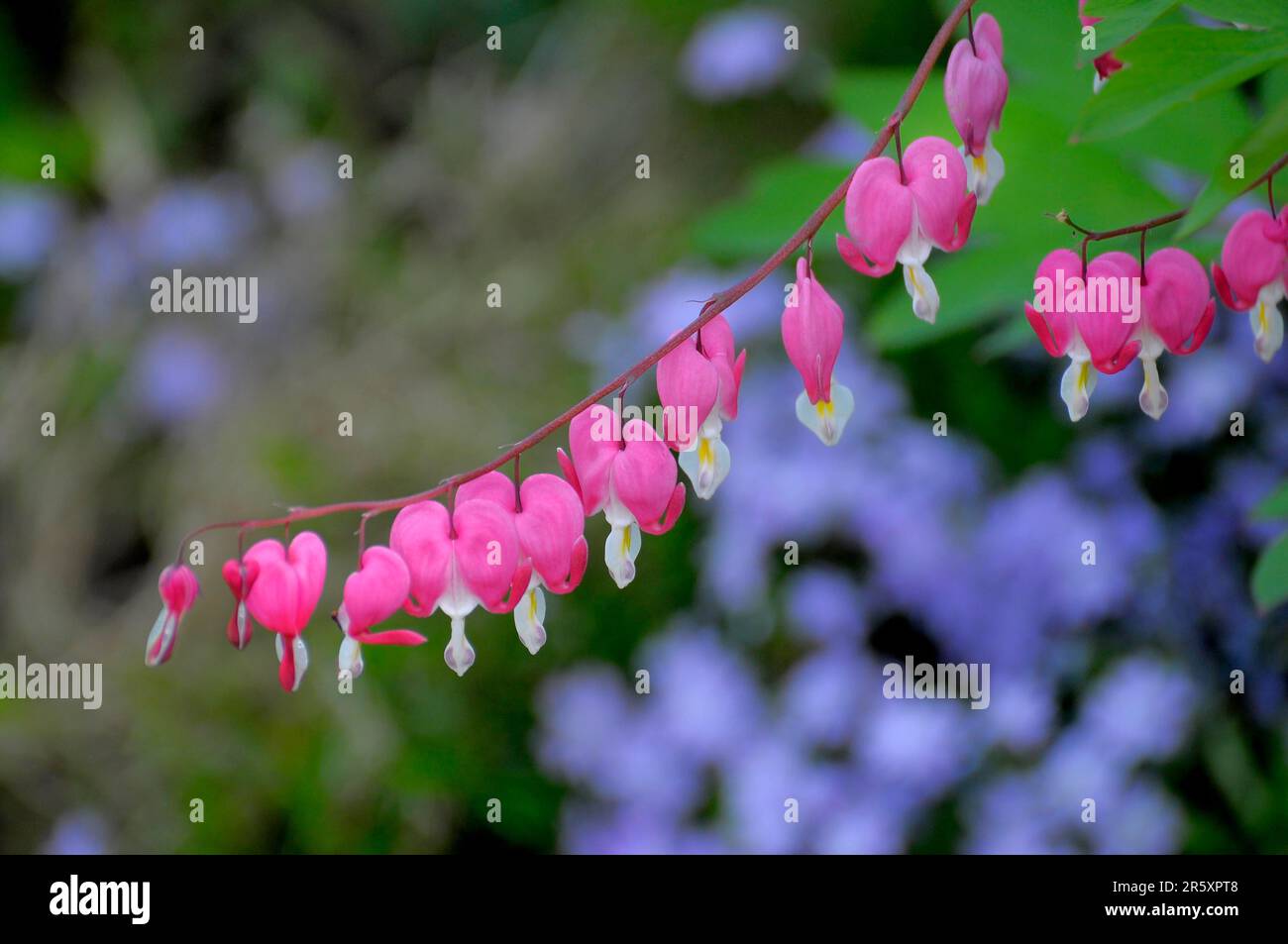 Garden Flower, Teary Heart in front of Forget-me-not, Teary Heart ...