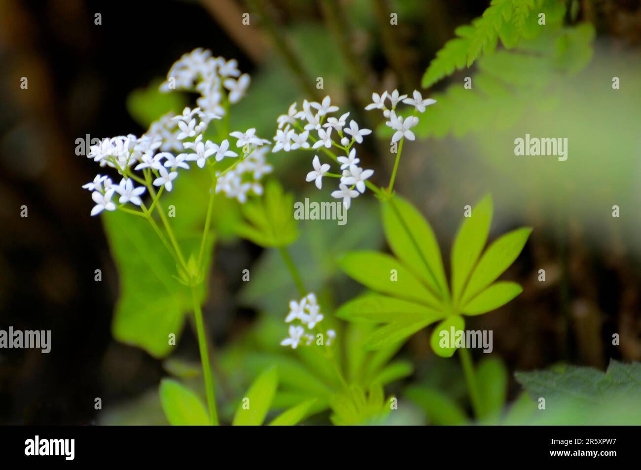 Woodruff (Galium odoratum) flowering, Woodruff, Flowering woodruff ...