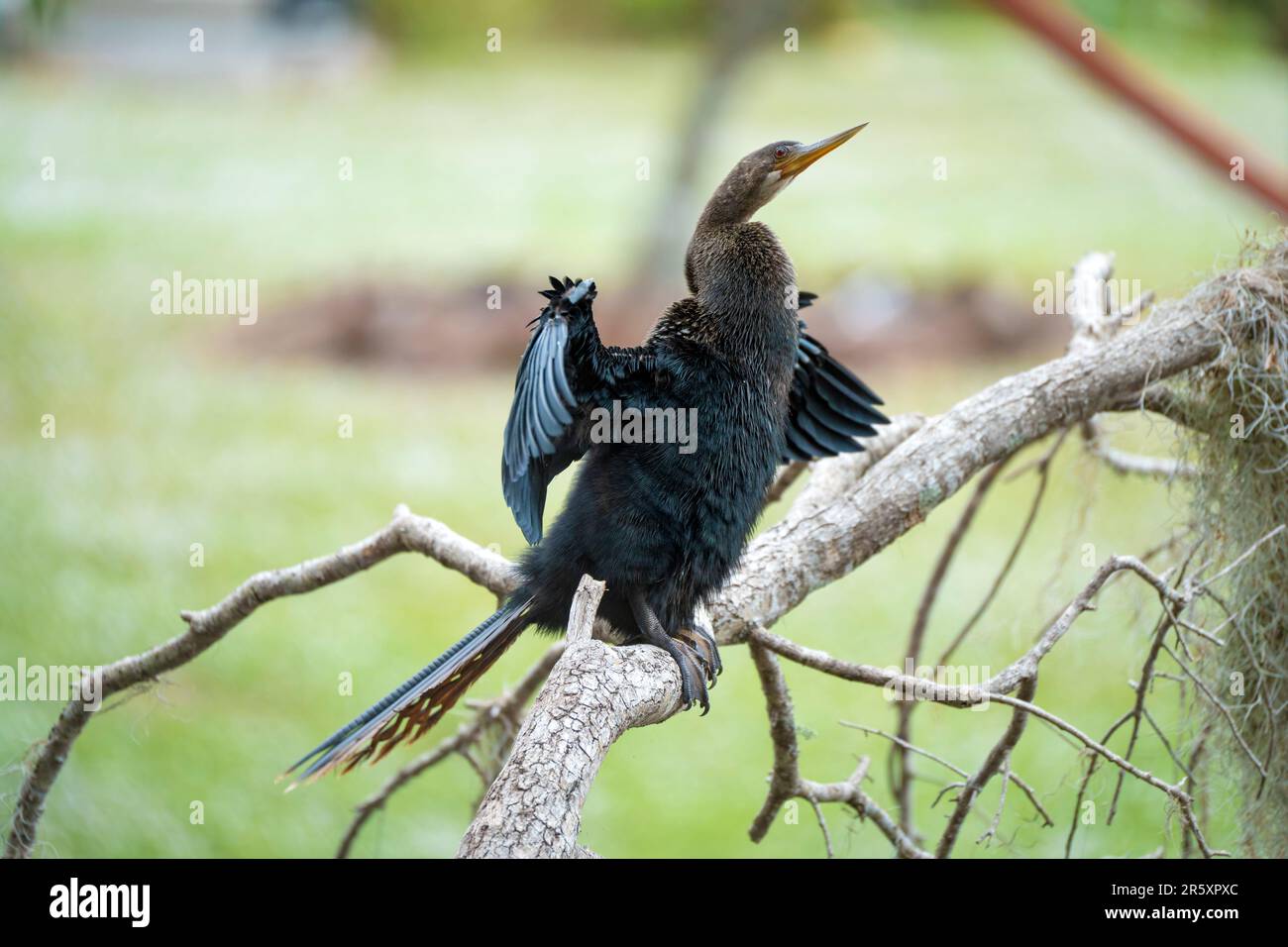 A big anhinga bird resting on tree branch in Florida wetlands Stock ...
