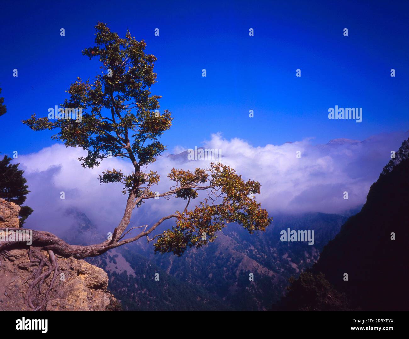 Lefka Ori, White Mountains, Tree at Gingilos, Crete, Greece Stock Photo ...