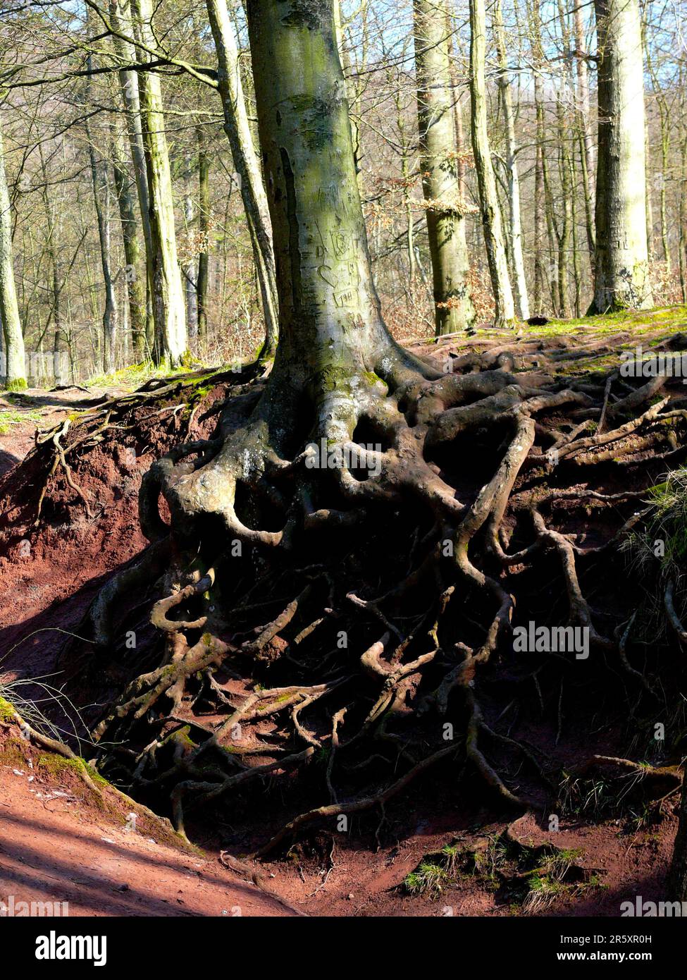 Beech forest with erosion, exposed roots, linear erosion Stock Photo ...