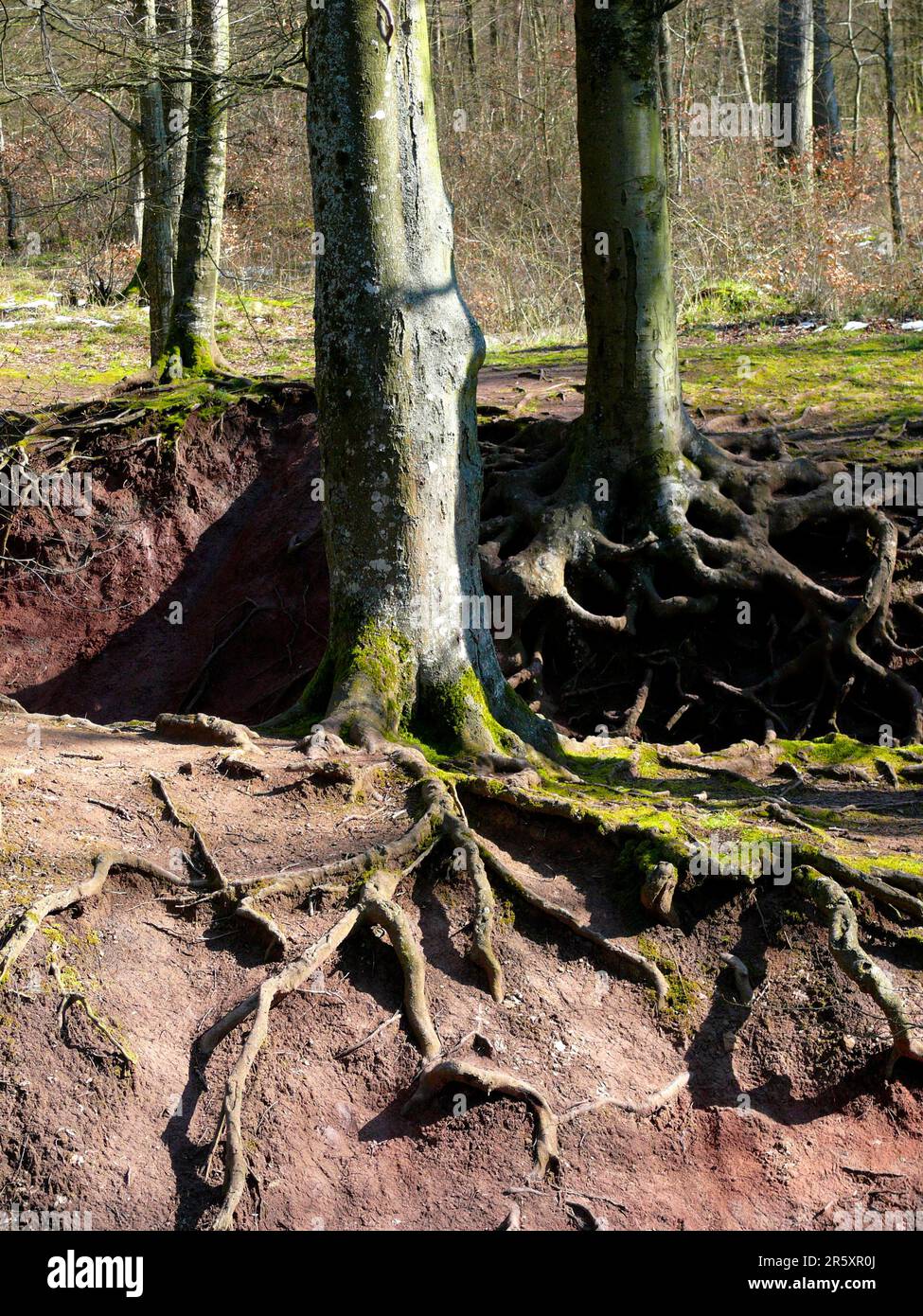 Beech forest with erosion, exposed roots, linear erosion Stock Photo ...