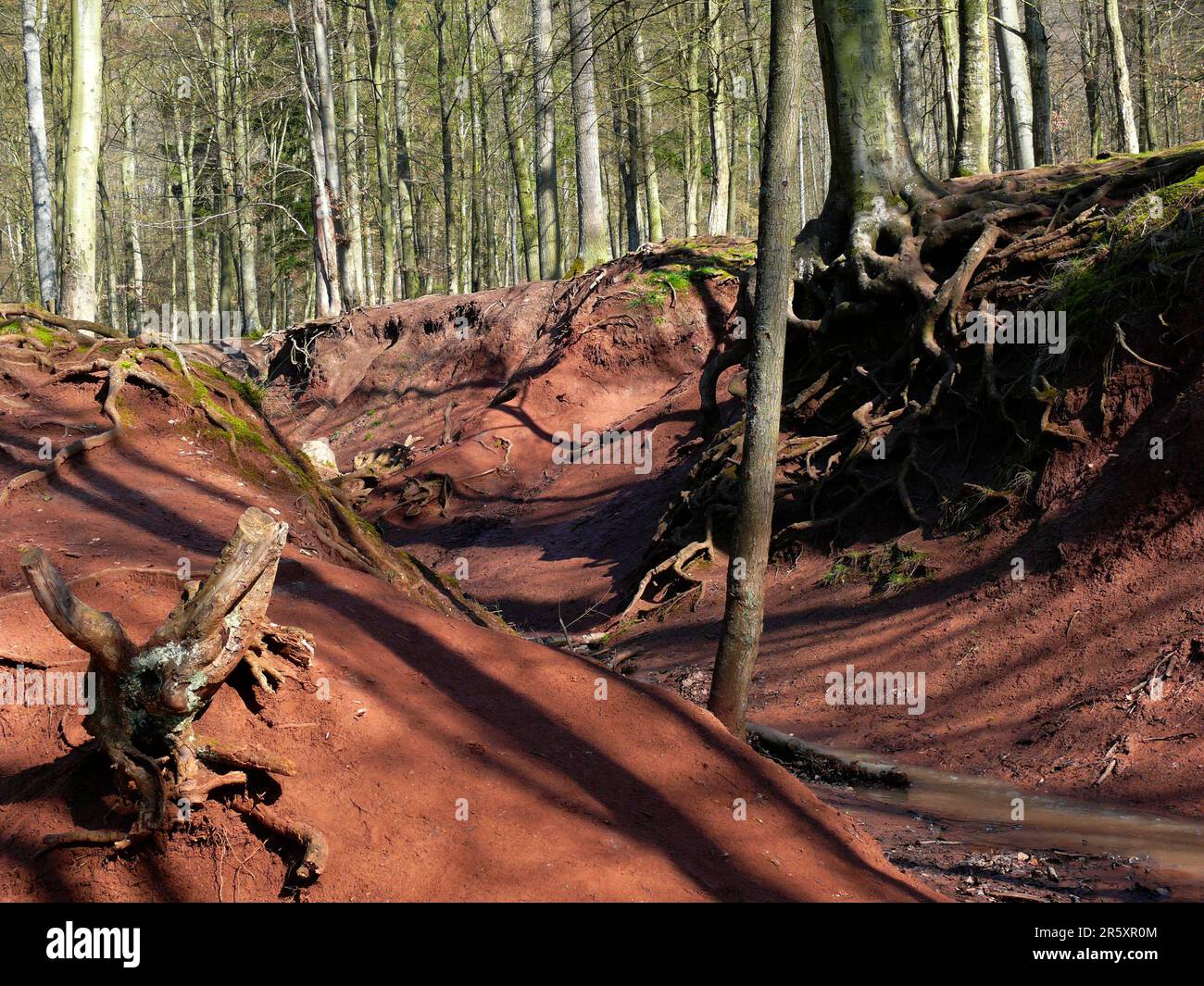 Beech forest with erosion, exposed roots, linear erosion Stock Photo ...