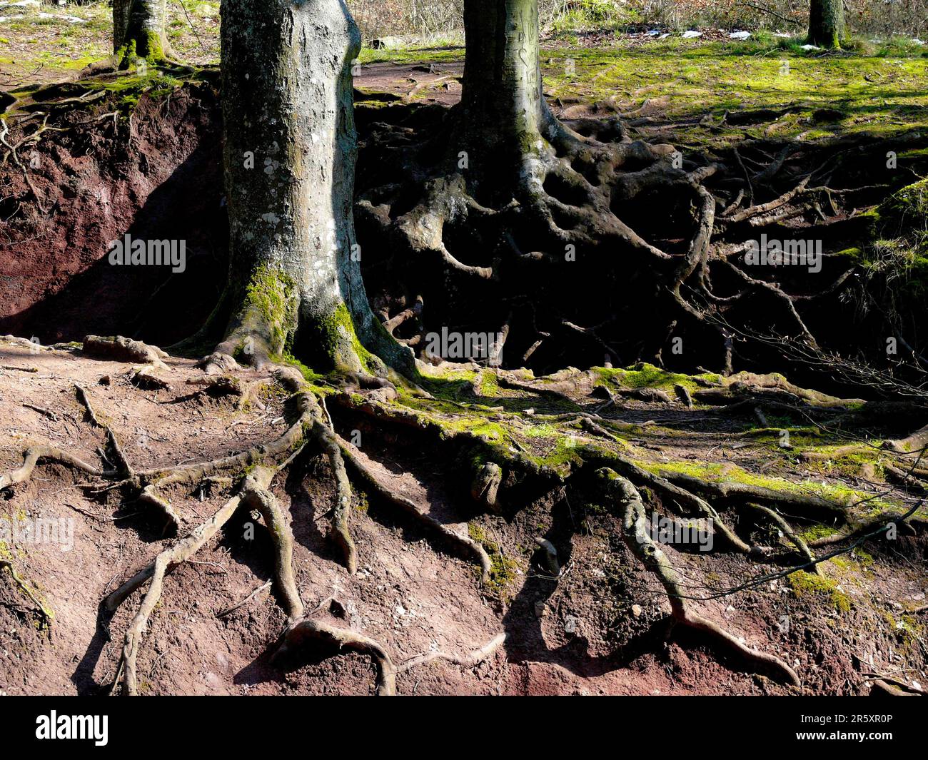 Beech forest with erosion, exposed roots, linear erosion Stock Photo ...