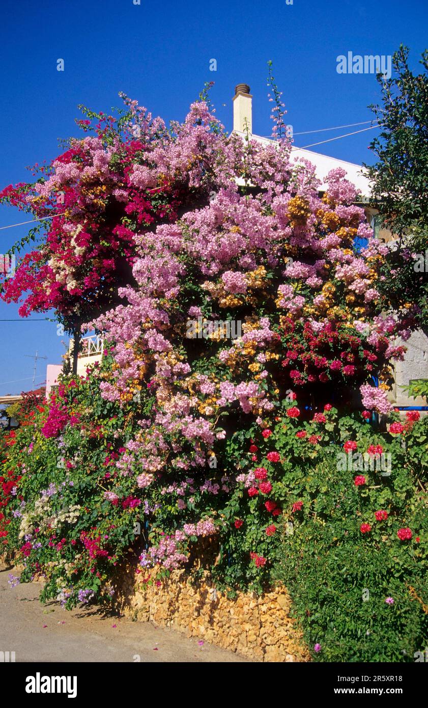 Crete greece flower hi-res stock photography and images - Alamy