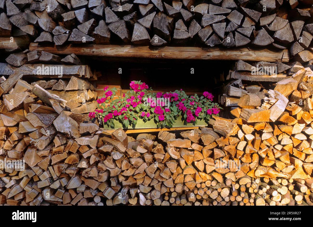 Busy fleissiges lieschen hi-res stock photography and images - Alamy