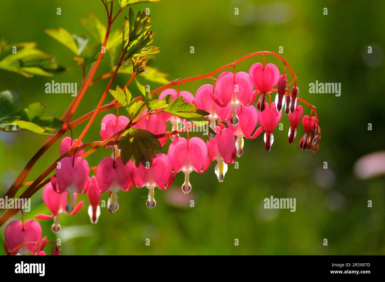 Weeping Heart (Dicentra spectabilis) Flowering in the Garden, Weeping ...