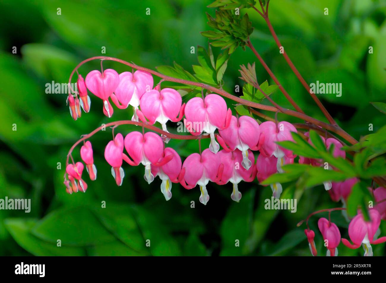Weeping Heart (Dicentra spectabilis) Flowering in the Garden, Weeping ...