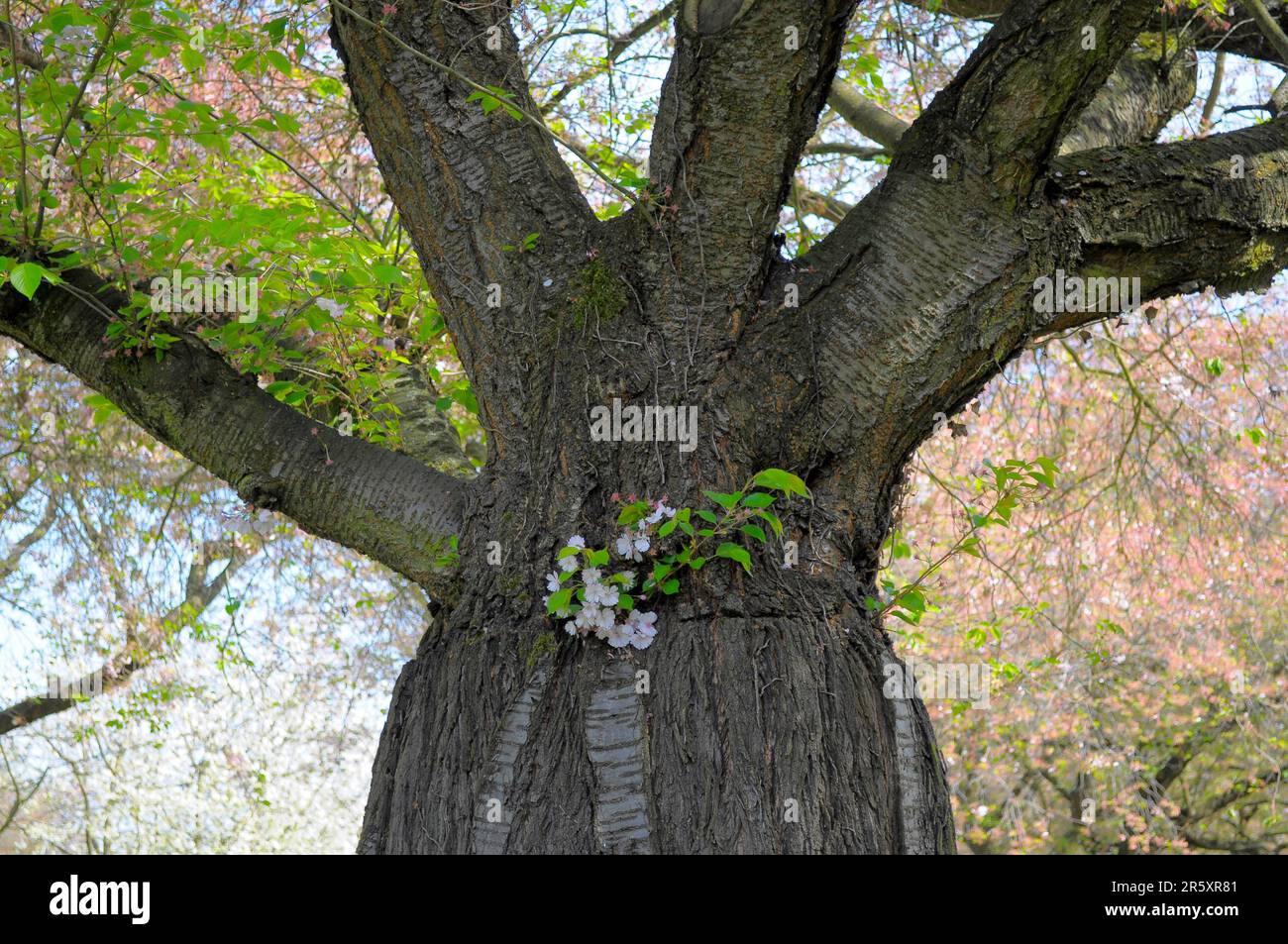 Schwetzingen, in spring, Japanese cherry (Prunus serrulata) tree ...
