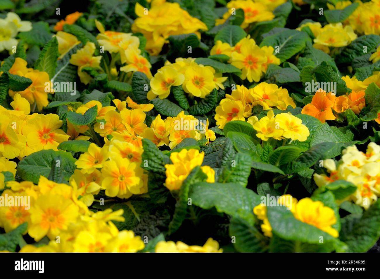 Primroses (Primula Vulgaris) flowering in the home garden hybrid Stock ...