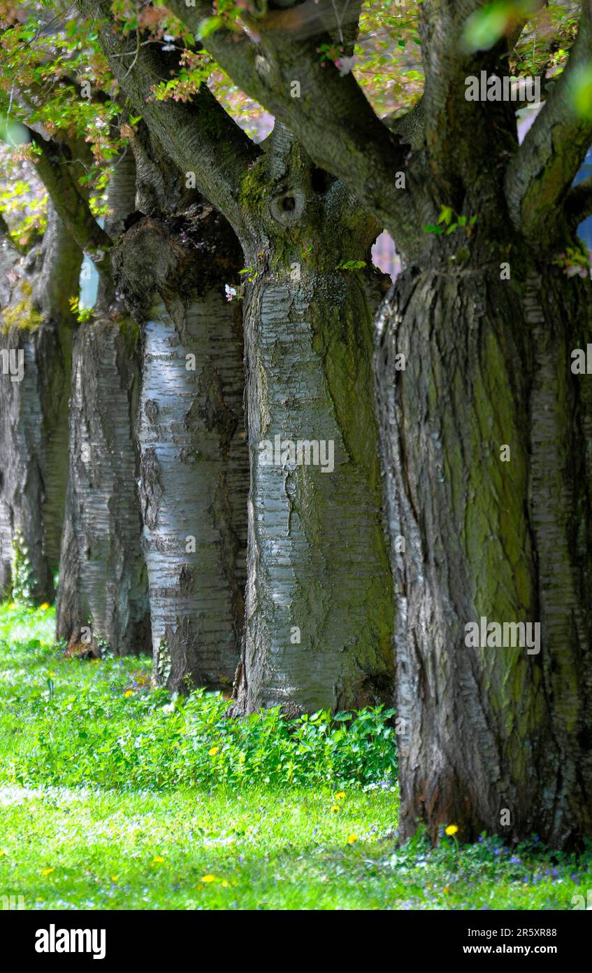 Schwetzingen, in spring, Japanese cherry (Prunus serrulata) tree ...