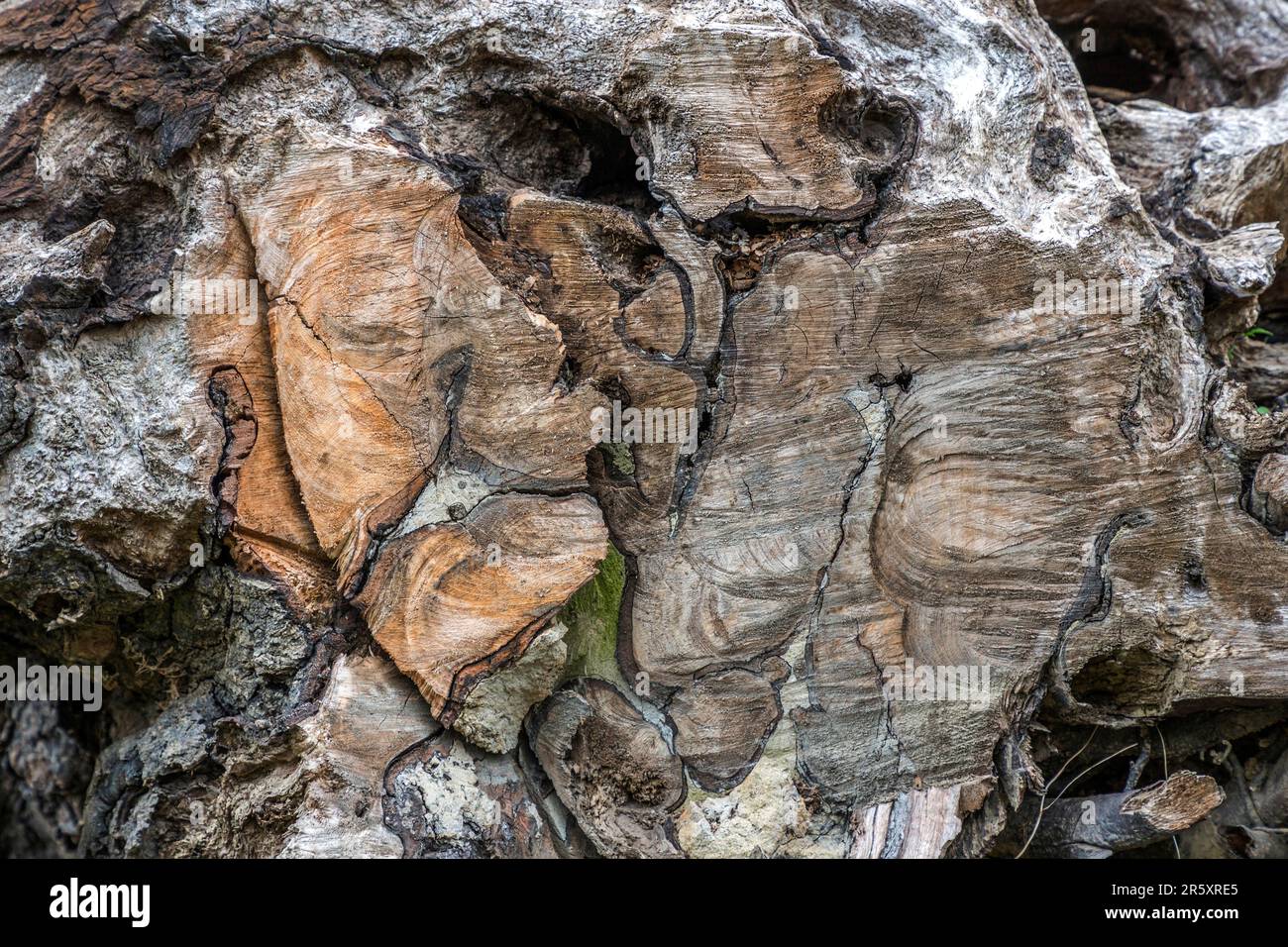 Belgium tree hi-res stock photography and images - Alamy