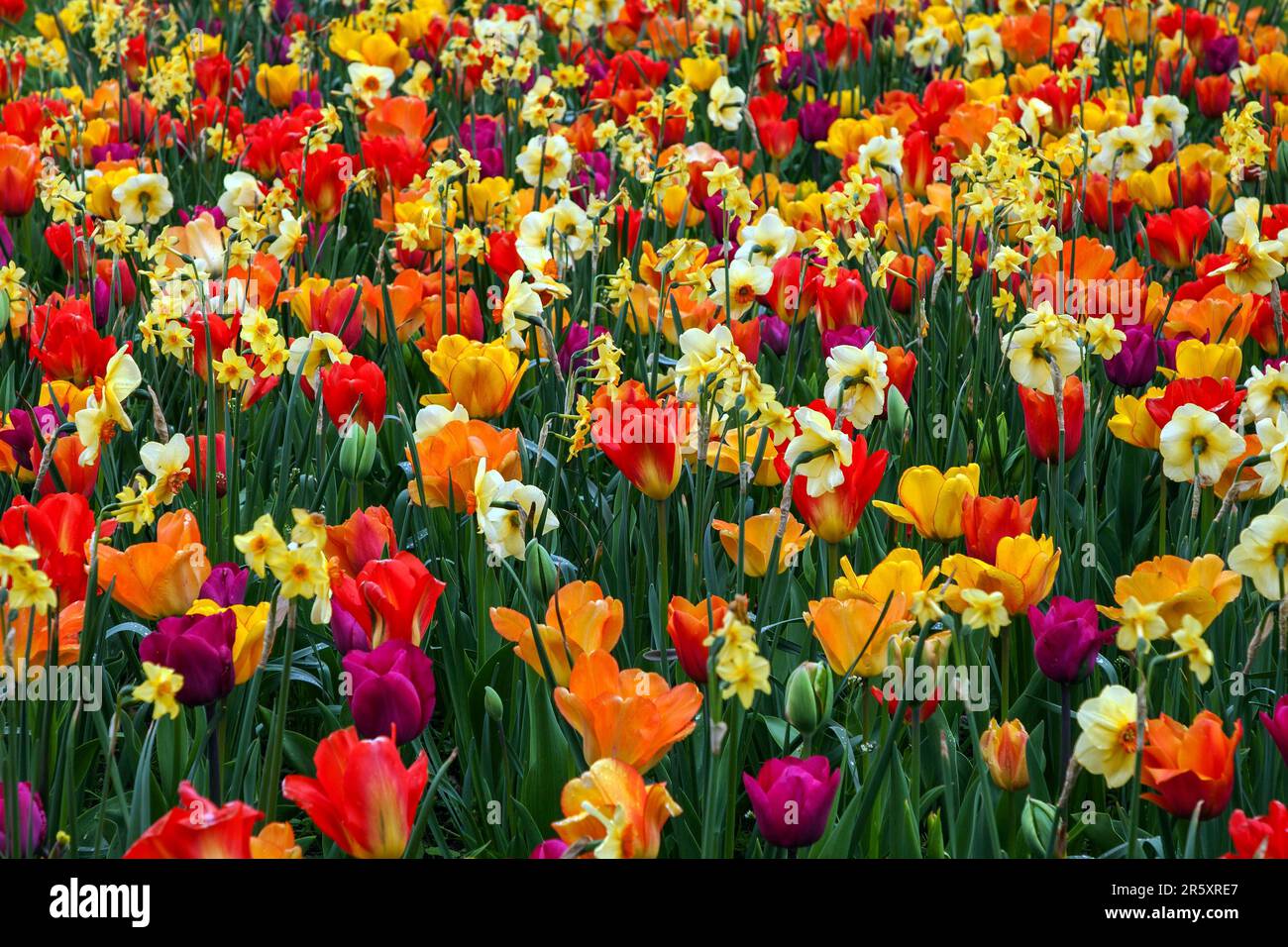 Blooming colourful flower field, tulips (Tulipa), daffodils (Narcissus ...