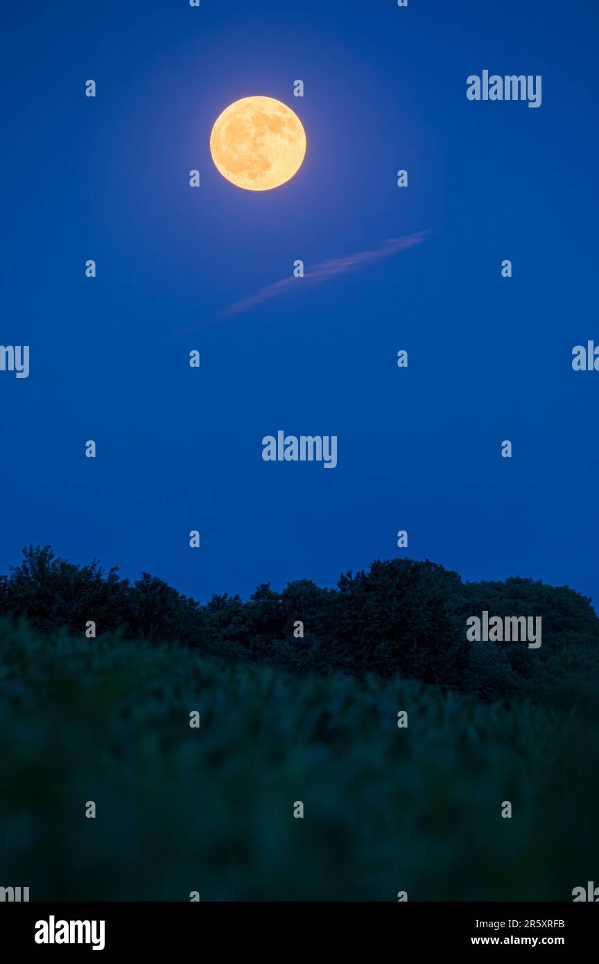 Natural full moon over a field and bushes at blue hour Stock Photo - Alamy