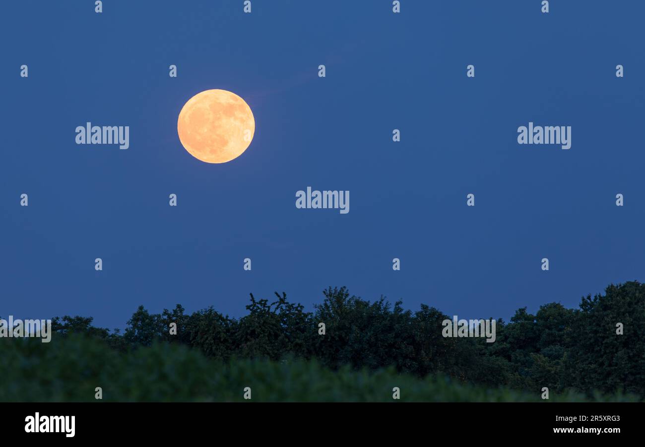 Natural full moon over a field and bushes at blue hour Stock Photo - Alamy