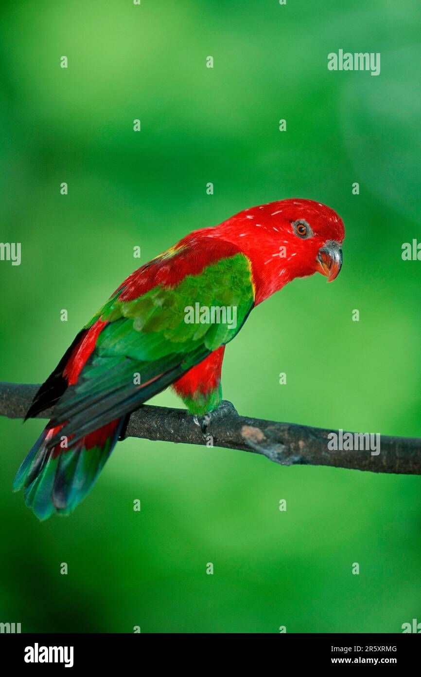 Chattering Lory (Lorius garrulus), Scarlet Lory Stock Photo - Alamy