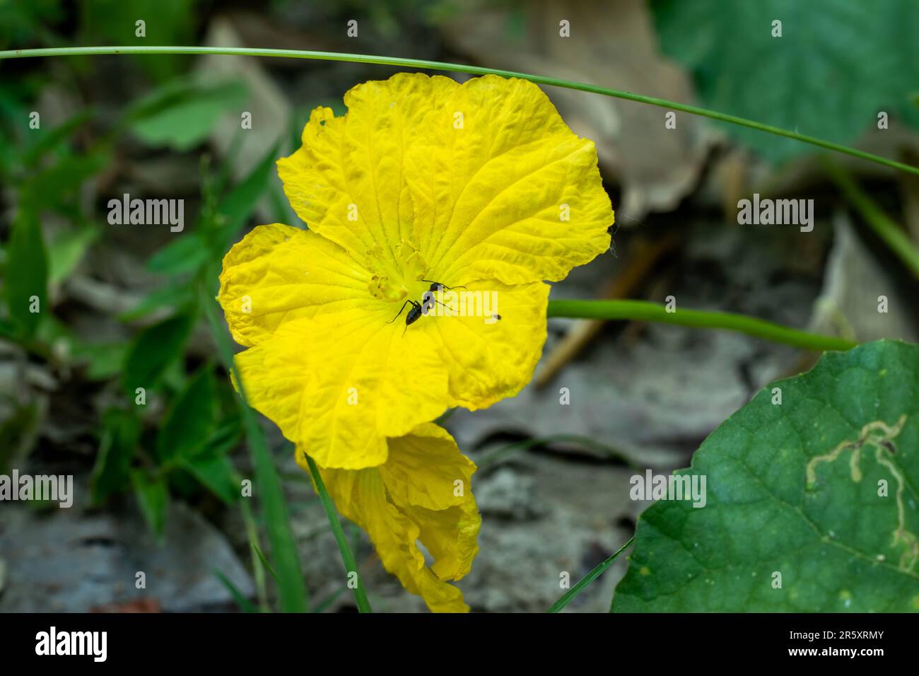Sponge Gourd is a rampant, Gourds produce separate male and female ...
