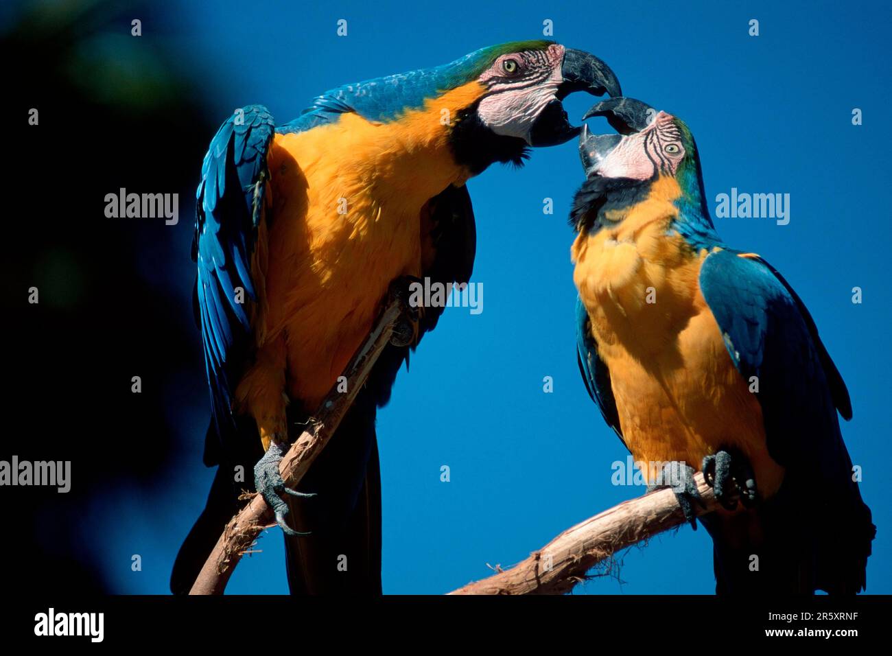 Blue-and-Yellow Macaws, pair, Blue-and-Gold Macaw (Ara ararauna Stock Photo - Alamy