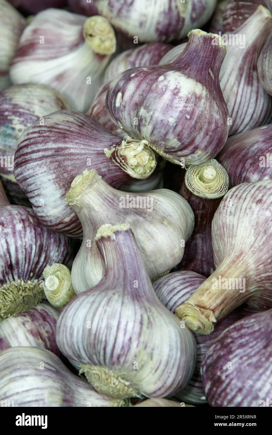 Garlic Bulbs (Allium sativum Stock Photo - Alamy