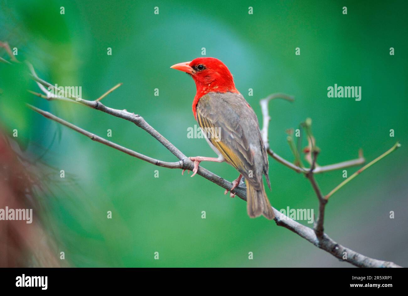 Red-headed Weaver (Anaplectes rubriceps), male, Kruger national park ...