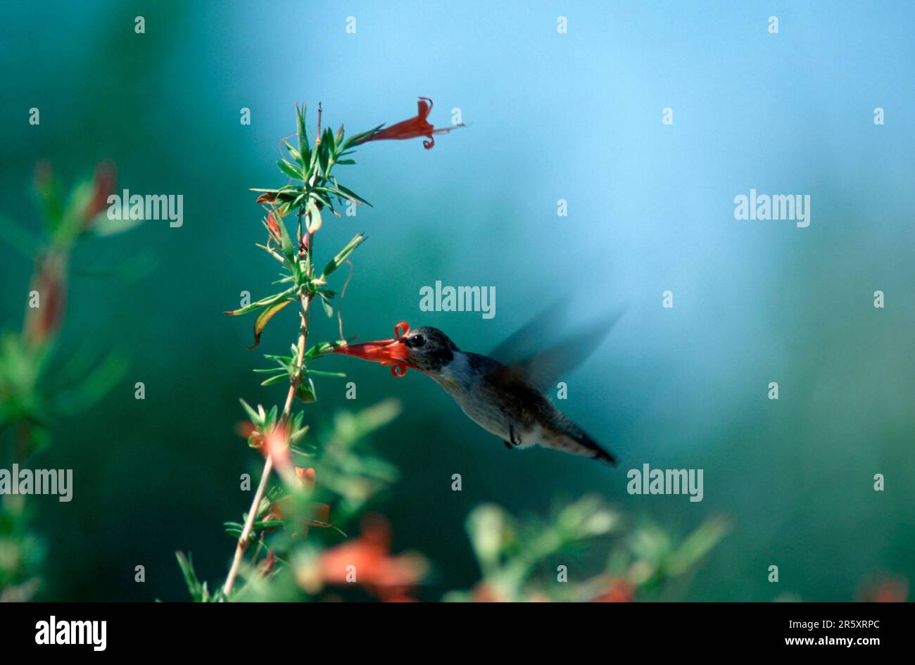 Female anna hummingbird hi-res stock photography and images - Alamy