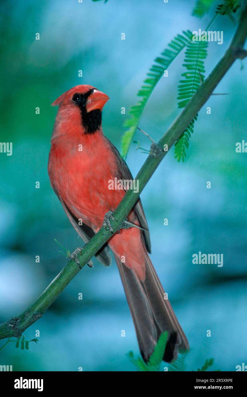 Common Cardinal (Cardinalis cardinalis), male, Sonora desert, Arizona ...