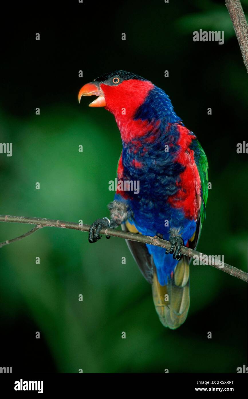 Black-capped Lory (Lorius lory Stock Photo - Alamy