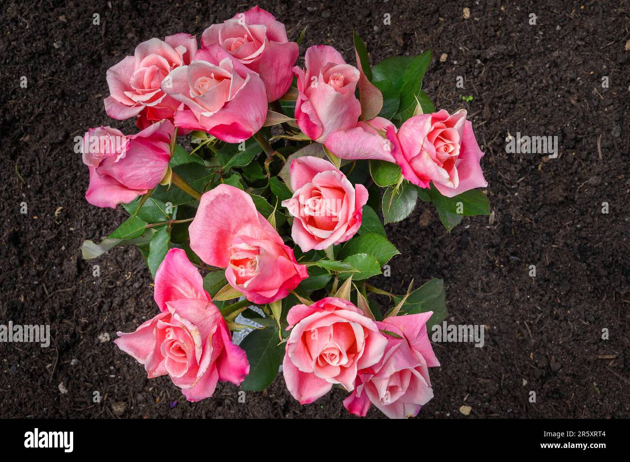 Red roses (Rosa), Allgaeu, Bavaria, Germany Stock Photo - Alamy