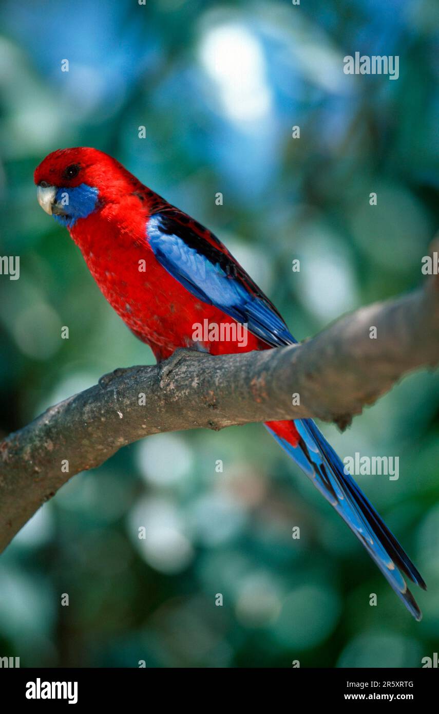 Pennant's Rosella, Australia, Crimson Rosella (Platycercus elegans ...
