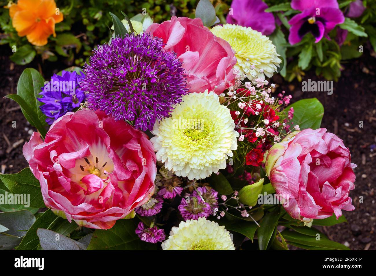 Spring flowers, Allgaeu, Bavaria, Germany Stock Photo - Alamy