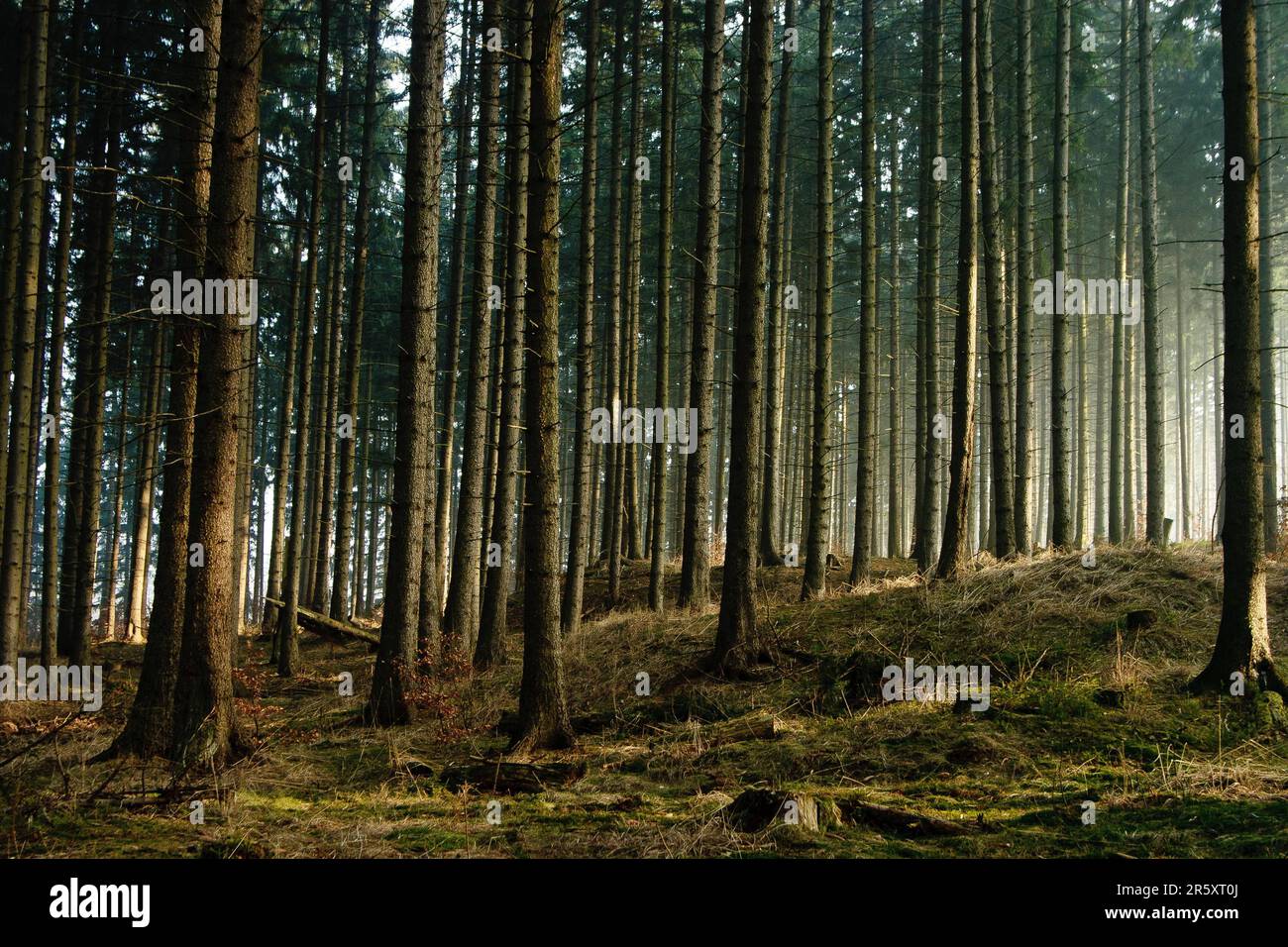 Forestry display hi-res stock photography and images - Alamy