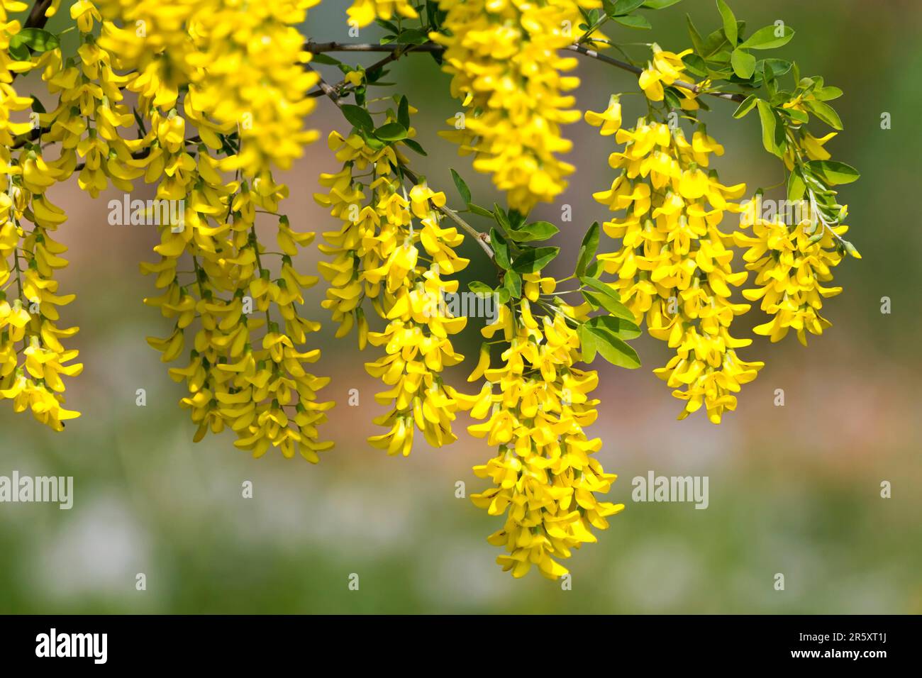 Laburnum is a genus of plant in the butterfly family Faboideae in the ...