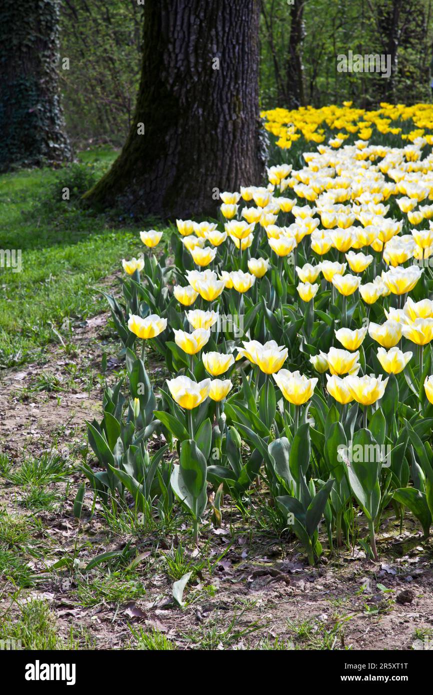 Cultivation of Darwin Hybrid Tulip Jaap Groot: yellow and white bicolor ...