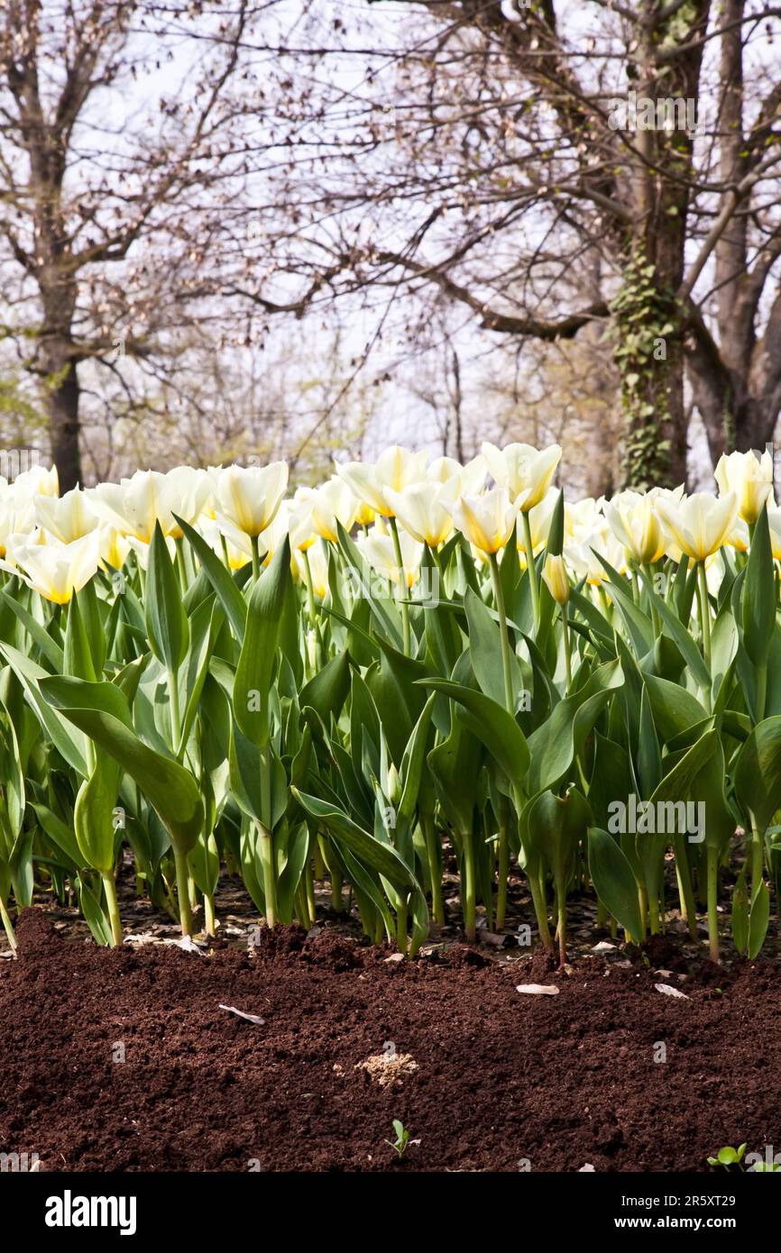 Cultivation of Darwin Hybrid Tulip Jaap Groot: yellow and white bicolor ...