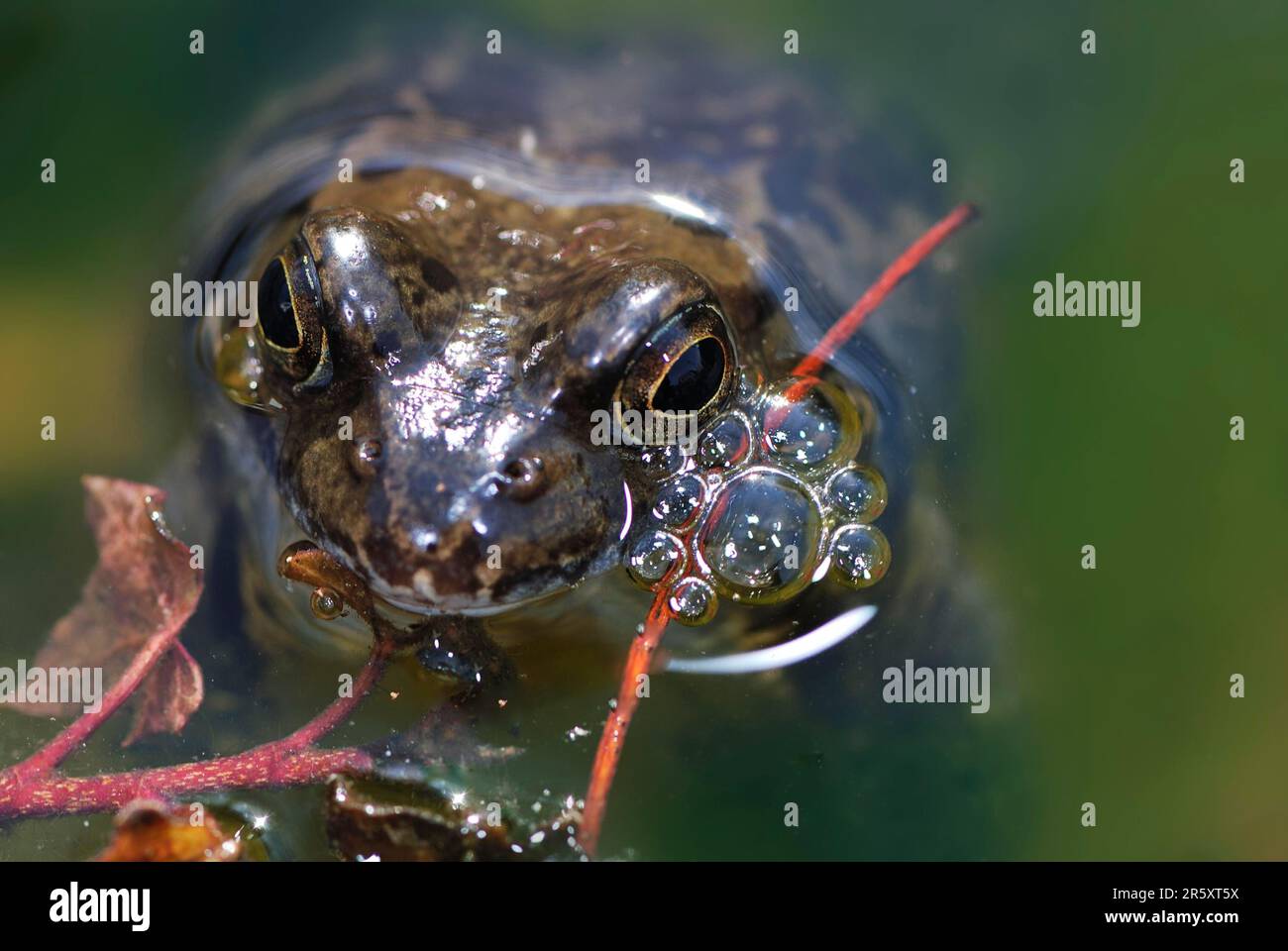 Common frog in water hi-res stock photography and images - Alamy