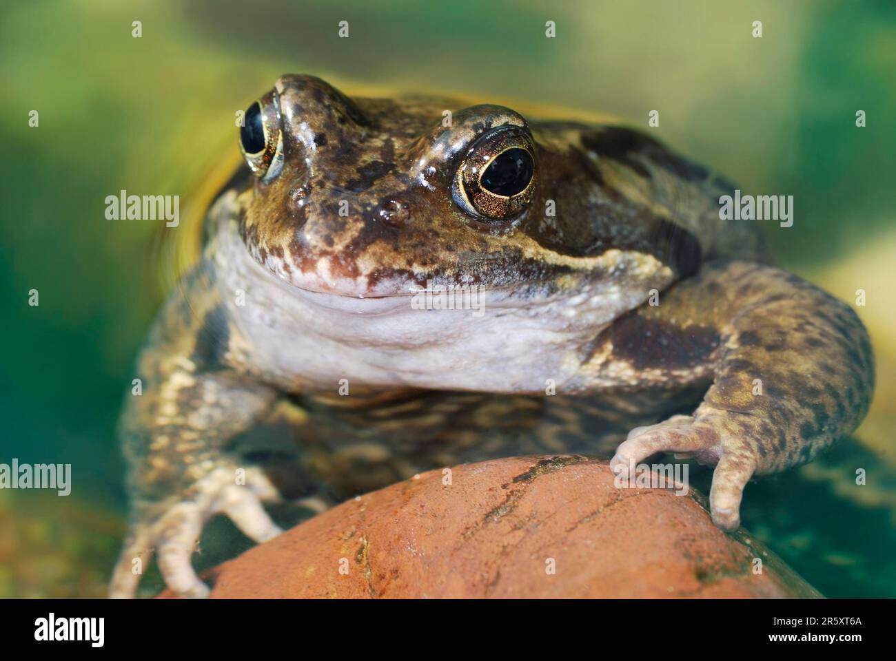 Grass frog lying in the water Stock Photo - Alamy