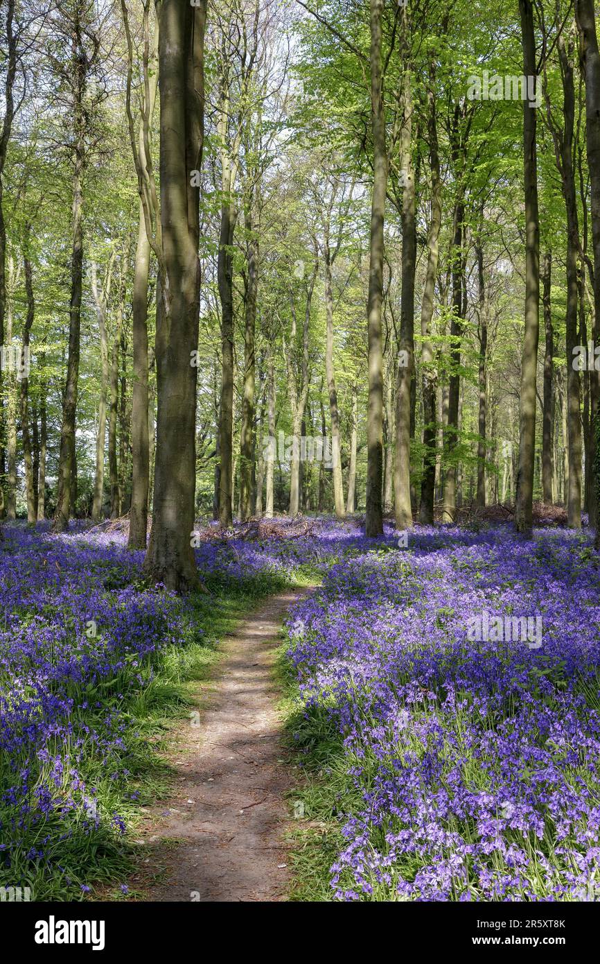 Bluebell frame hi-res stock photography and images - Alamy