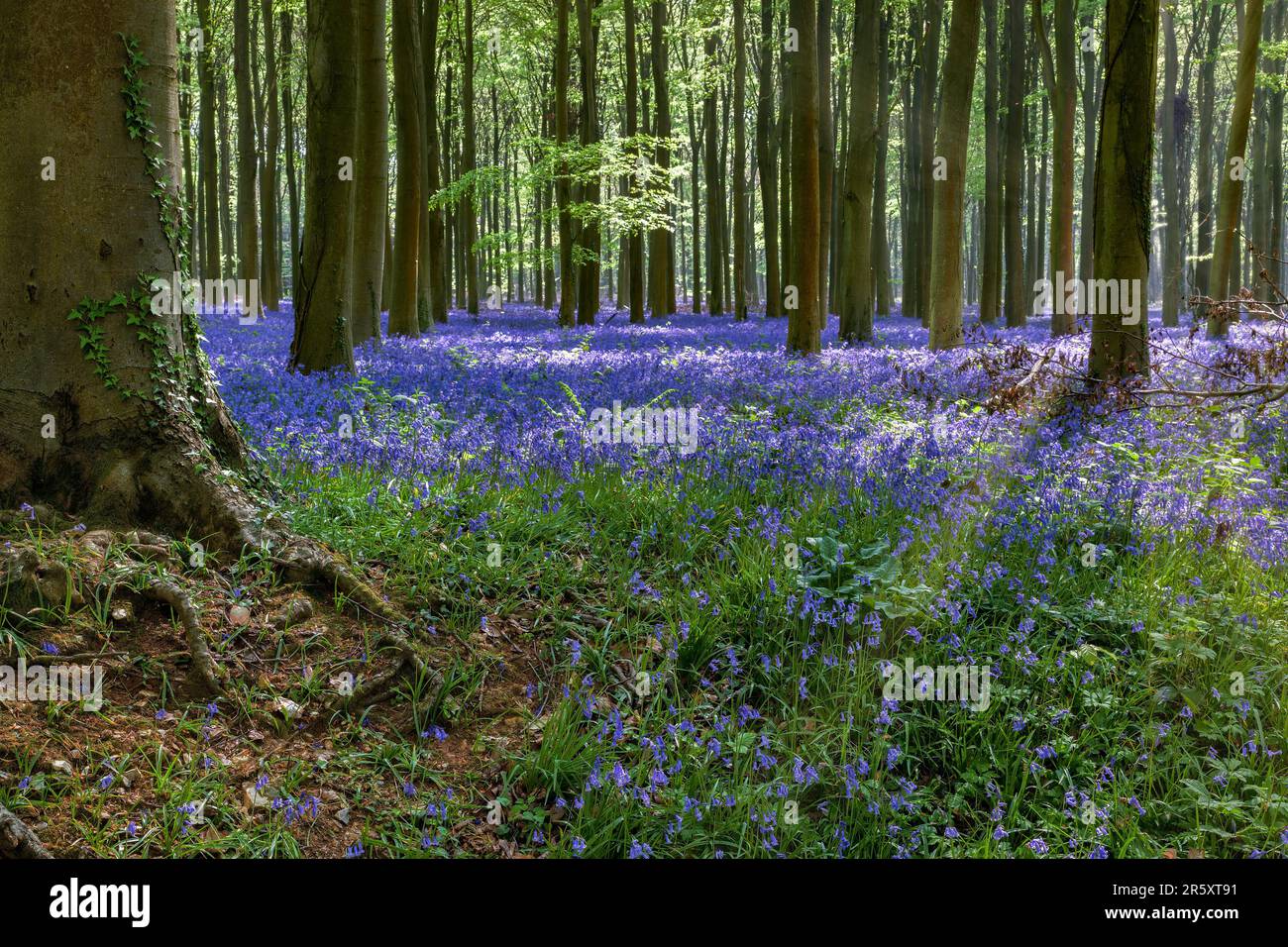 Bluebells in Wepham Woods Stock Photo - Alamy